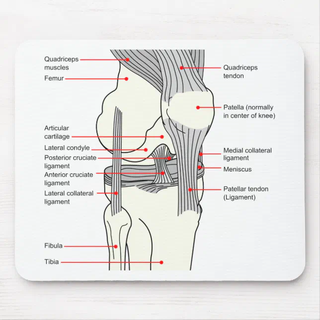 Anatomical Diagram of a Human Right Knee Joint Mouse Pad | Zazzle