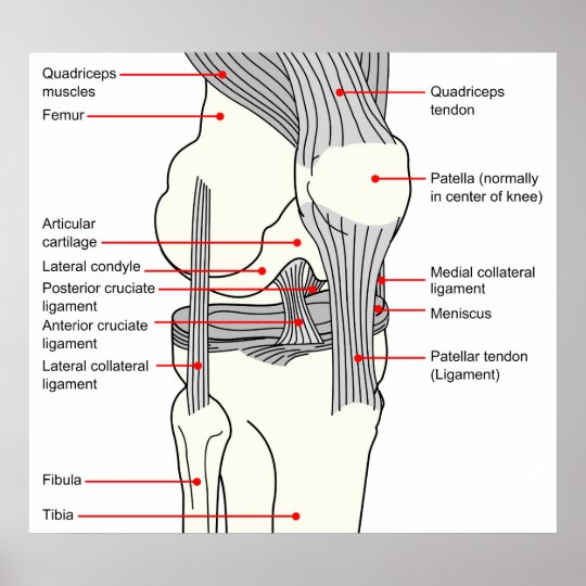 Anatomical Diagram of a Human Right Knee Joint Poster | Zazzle.com