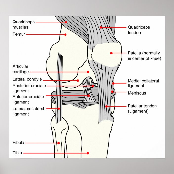Anatomical Diagram of a Human Right Knee Joint Poster | Zazzle.com