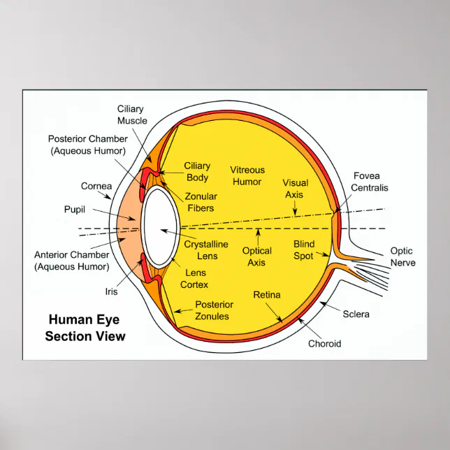 Anatomical Diagram of the Human Eye Ball Poster | Zazzle