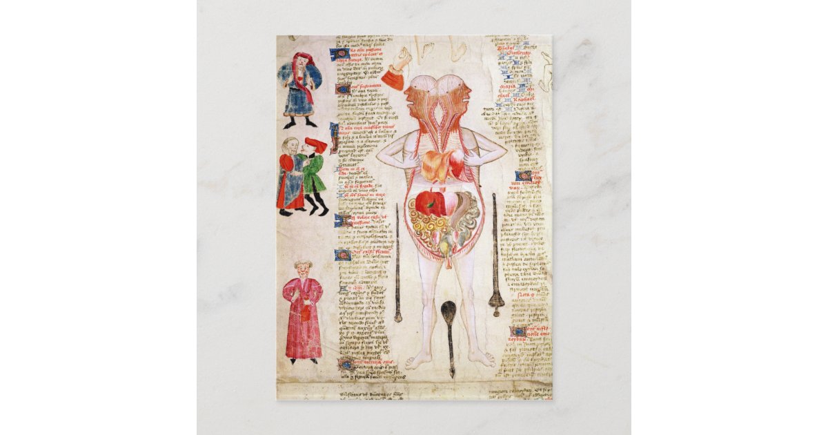 Anatomical diagram postcard | Zazzle