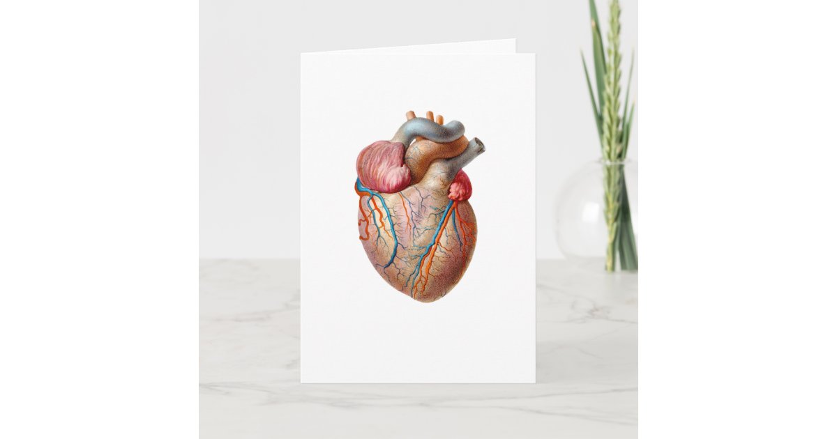 Anatomical Heart Valentines Day Card | Zazzle.com