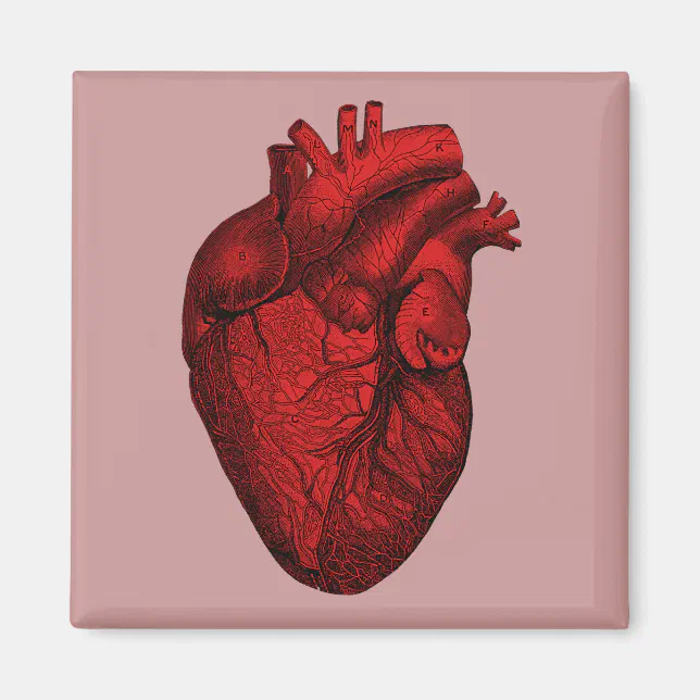 Anatomical Human Heart Magnet | Zazzle