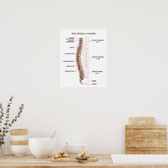 Anatomical Spinal Column Chart Chiropractic Office | Zazzle