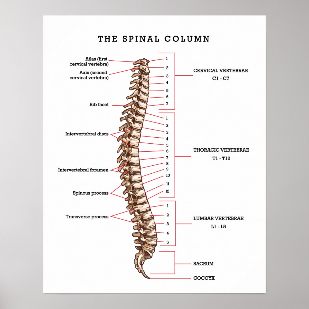Anatomical Spinal Column Chart Chiropractic Office | Zazzle