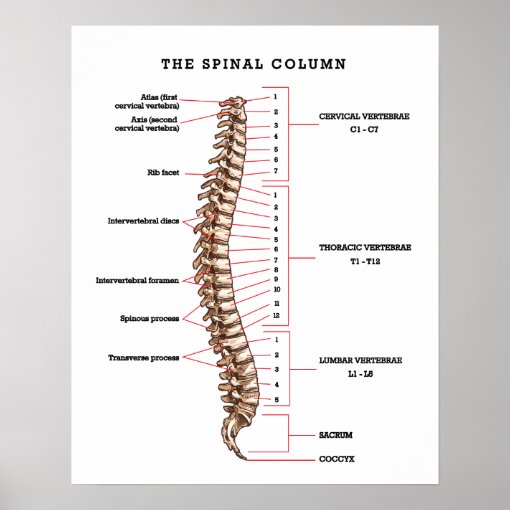 Anatomical Spinal Column Chart Chiropractic Office | Zazzle