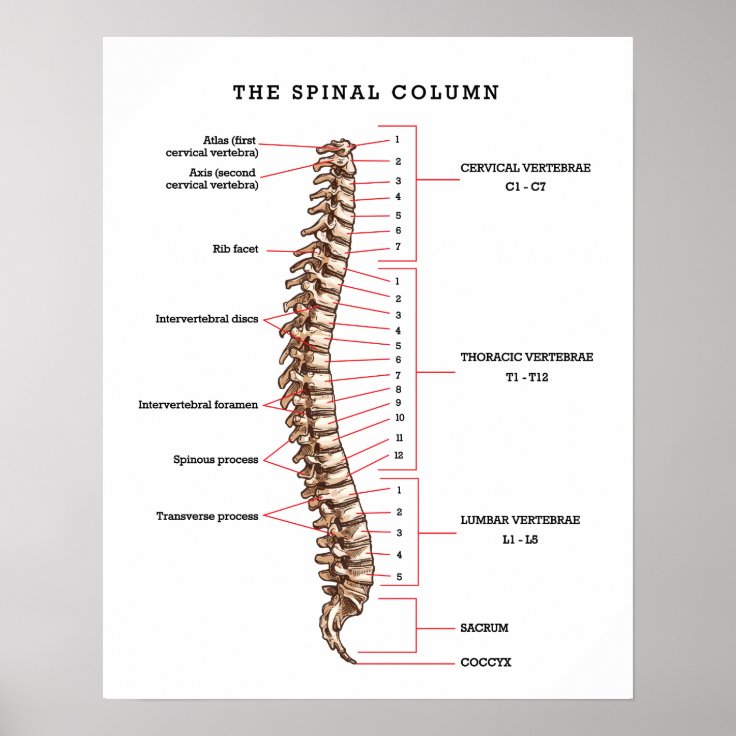 Anatomical Spinal Column Chart Chiropractic Office | Zazzle