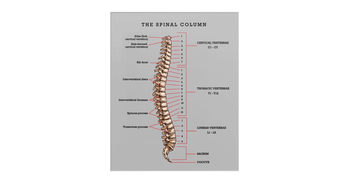 Anatomical Spinal Column Chart Chiropractic Office Acrylic Print | Zazzle