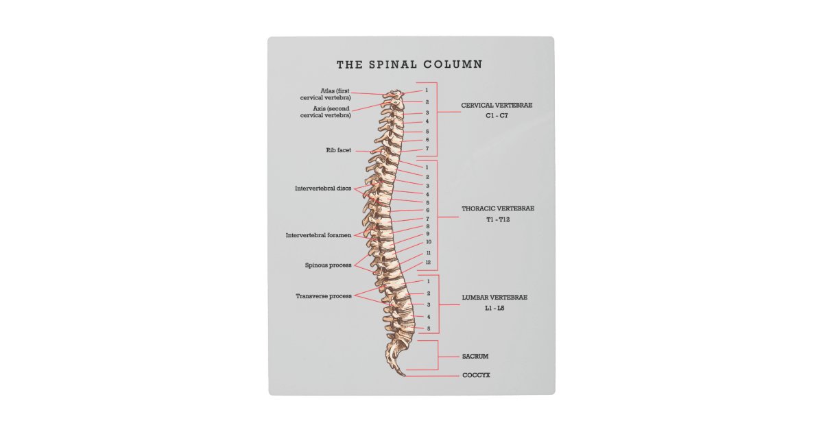 Anatomical Spinal Column Chart Chiropractic Office Metal Print | Zazzle