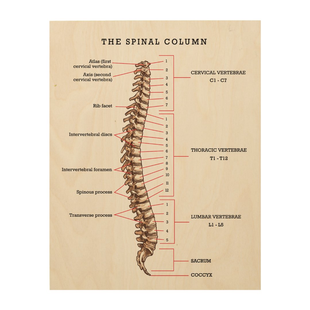Anatomical Spinal Column Chart Chiropractic Office Wood Wall Art | Zazzle