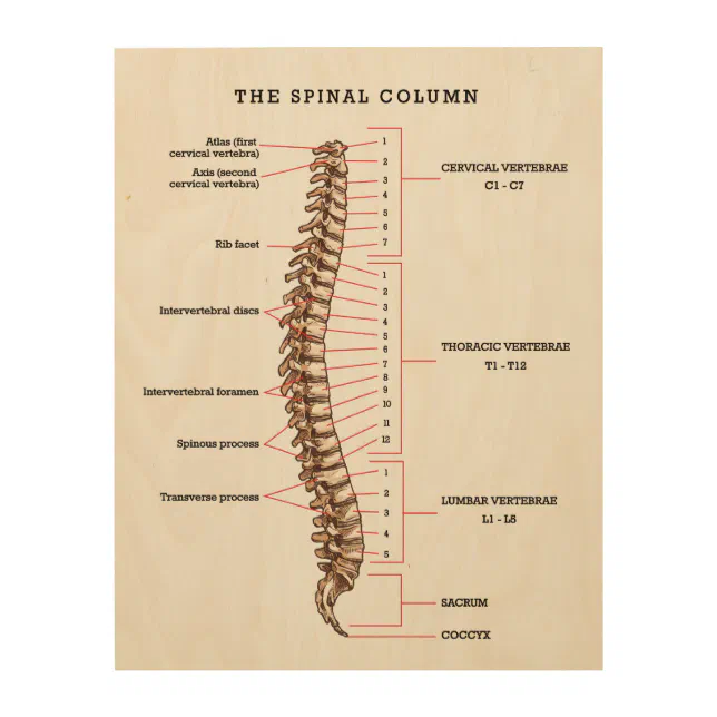 Anatomical Spinal Column Chart Chiropractic Office Wood Wall Art | Zazzle