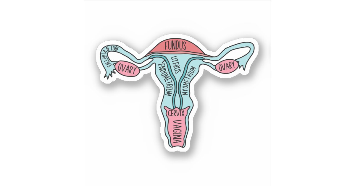 Anatomical Uterus, Obstetrician, Gynecologist Sticker | Zazzle