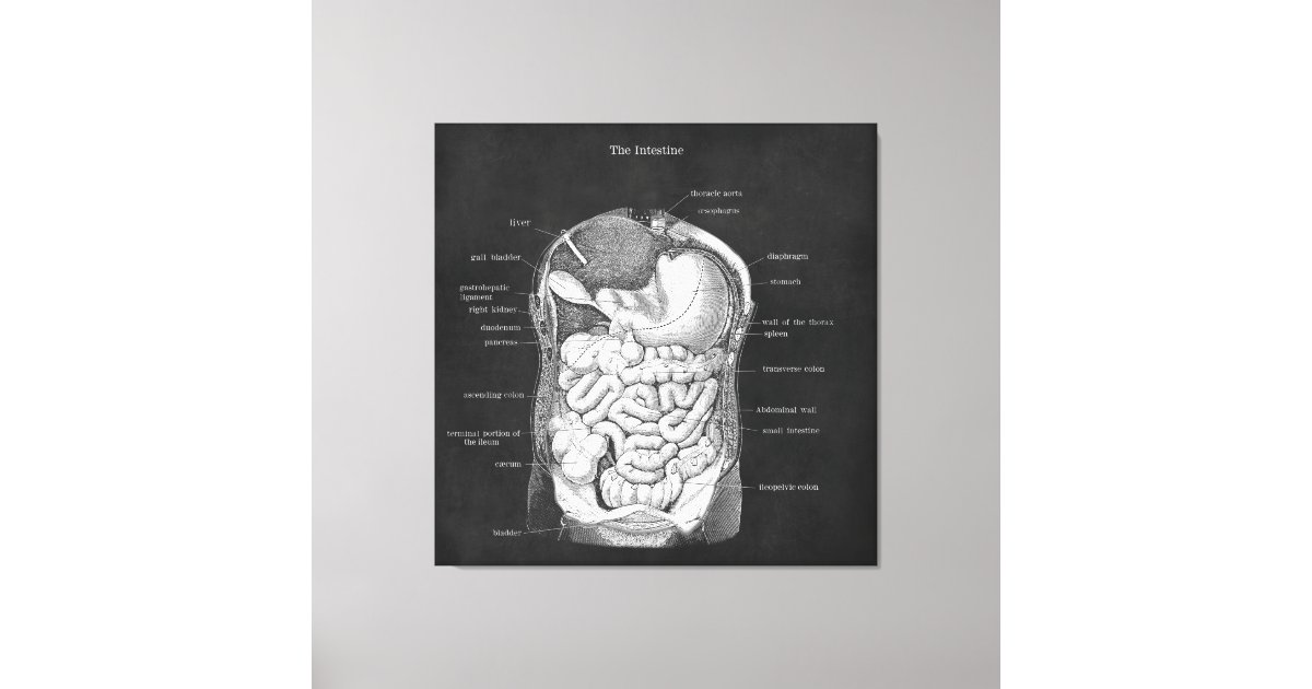 Anatomy Art Intestine Gastroenterologist Decor | Zazzle