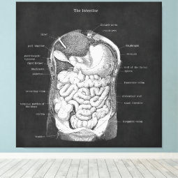 Anatomy Art Intestine Gastroenterologist Decor | Zazzle