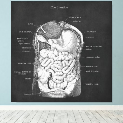 Anatomy Art Intestine Gastroenterologist Decor | Zazzle