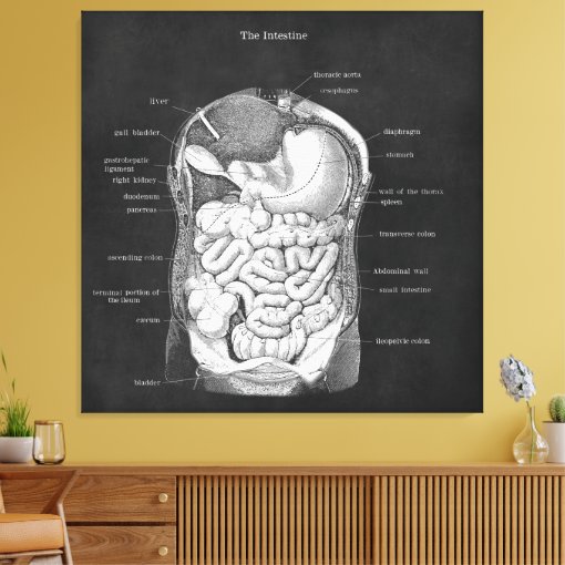 Anatomy Art Intestine Gastroenterologist Decor | Zazzle