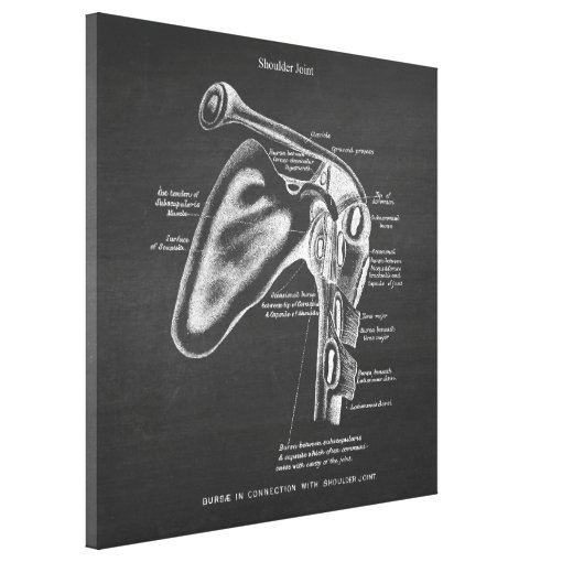 Anatomy Art no.1 Shoulder Joint Canvas Print | Zazzle