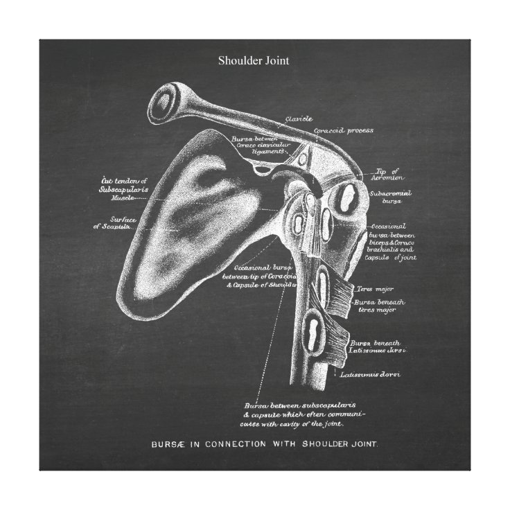 Anatomy Art no.1 Shoulder Joint Canvas Print | Zazzle