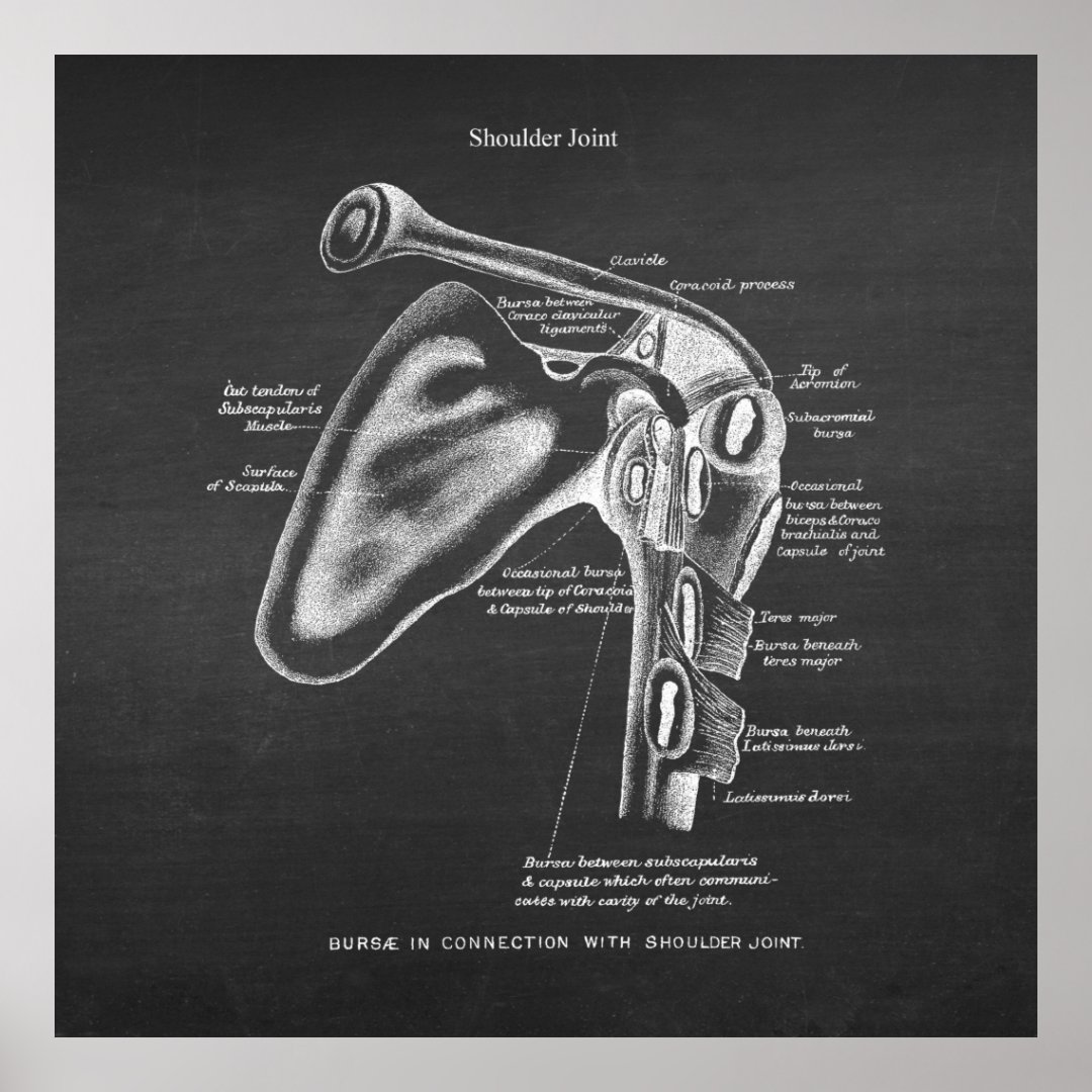 Anatomy Art No.1 Shoulder Joint Poster | Zazzle