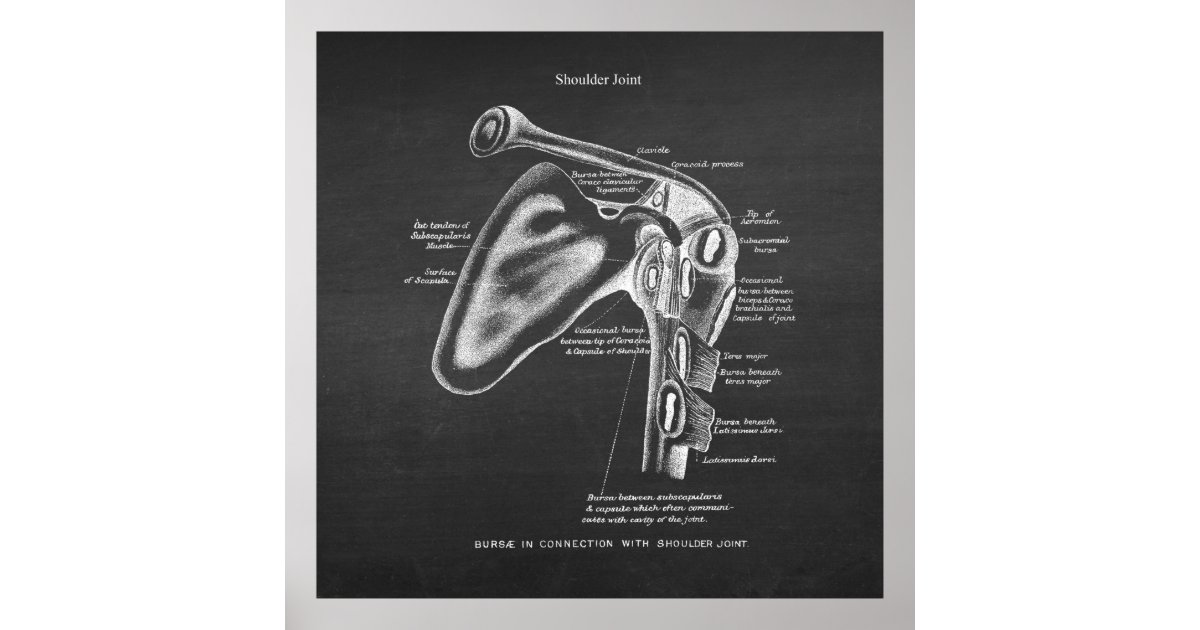 Anatomy Art No.1 Shoulder Joint Poster | Zazzle