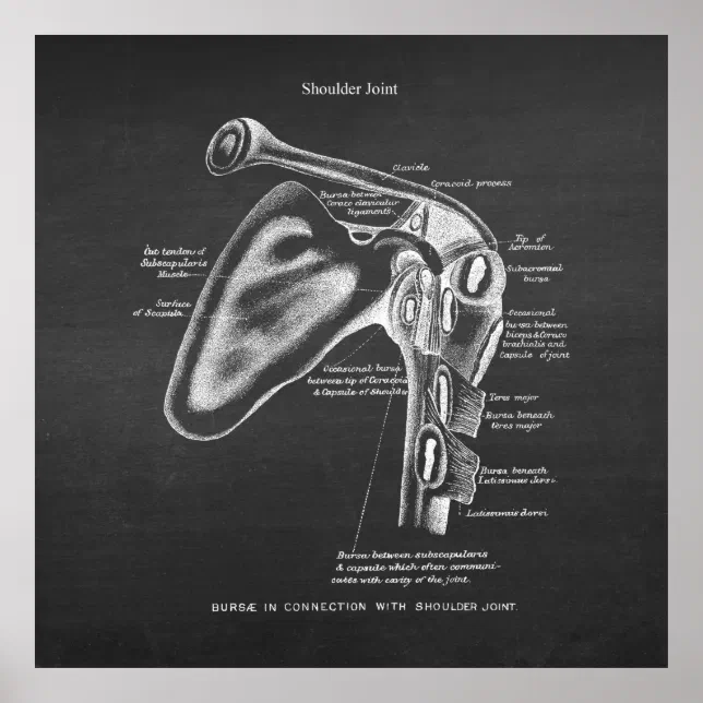 Anatomy Art No.1 Shoulder Joint Poster | Zazzle