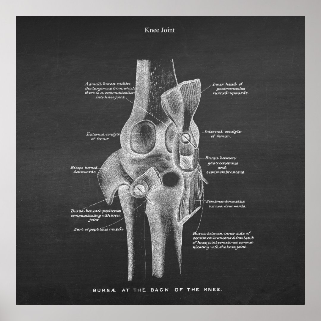 Anatomy Art no. 5 Knee Joint Poster | Zazzle