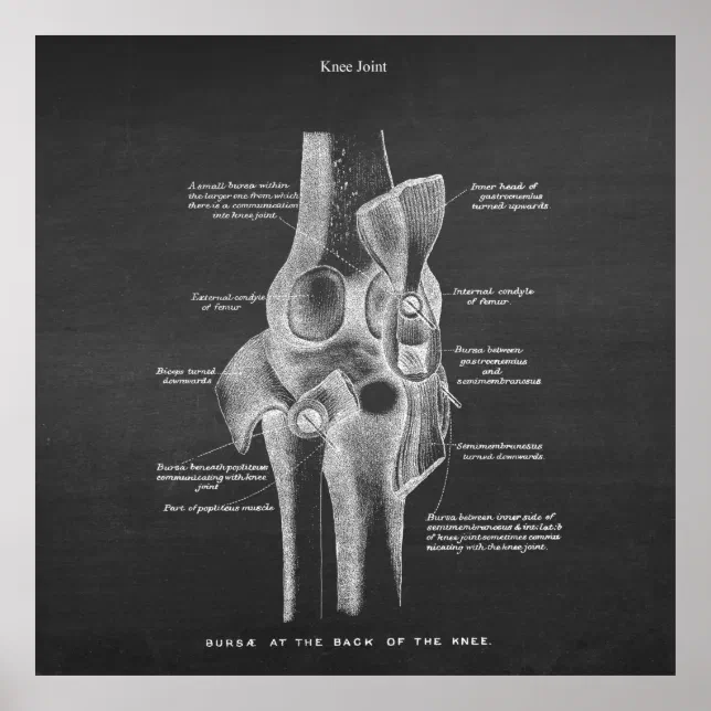 Anatomy Art no. 5 Knee Joint Poster | Zazzle