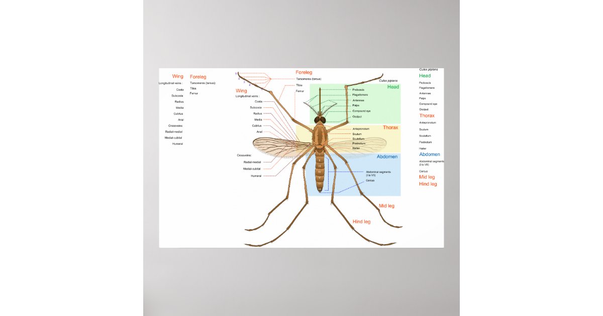 Anatomy Diagram of a Mosquito Culex Pipiens Poster | Zazzle