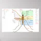 Anatomy Diagram of a Mosquito Culex Pipiens Poster | Zazzle