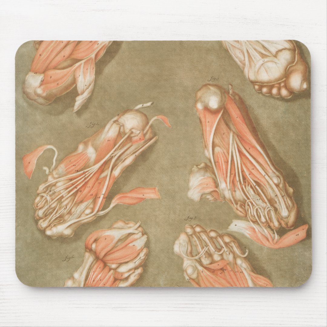 ANATOMY FOOT ANATOMY FOOT MUSCLE ANATOMY BONES LIG MOUSE PAD | Zazzle