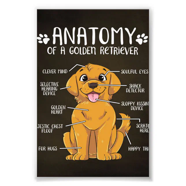 Anatomy Golden Retriever | Golden Retriever Lover Photo Print | Zazzle