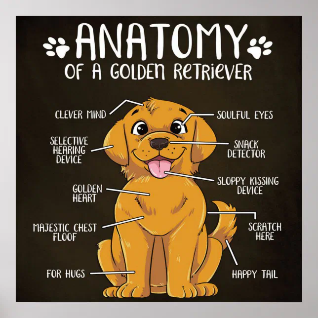Anatomy Golden Retriever | Golden Retriever Lover Poster | Zazzle