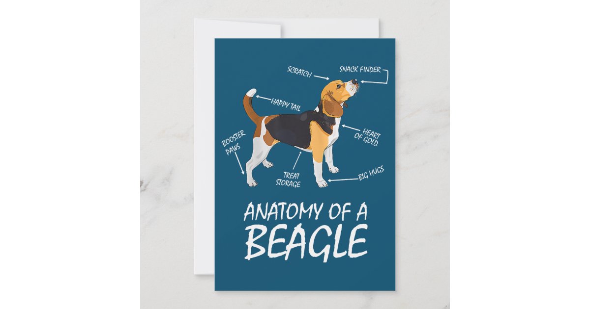 Anatomy Of A Beagle Dog Lovers | Zazzle