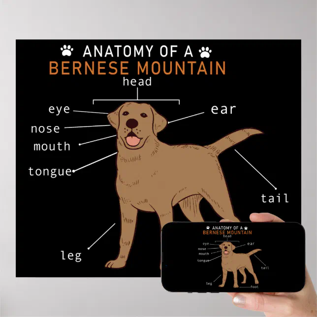 Anatomy of a Bernese mountain Dog body parts Poster | Zazzle