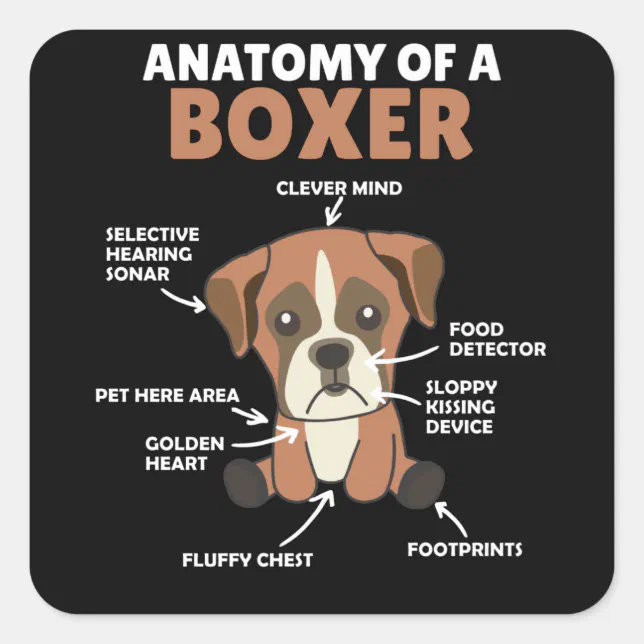 Anatomy Of A Boxer Sweet Dog Puppy Square Sticker | Zazzle