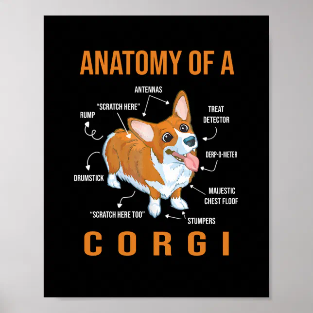 Anatomy of a Corgi Funny Dog Poster | Zazzle