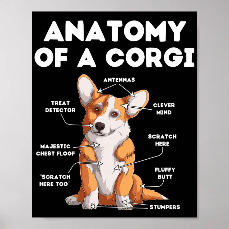 Anatomy of a Corgi Poster | Zazzle