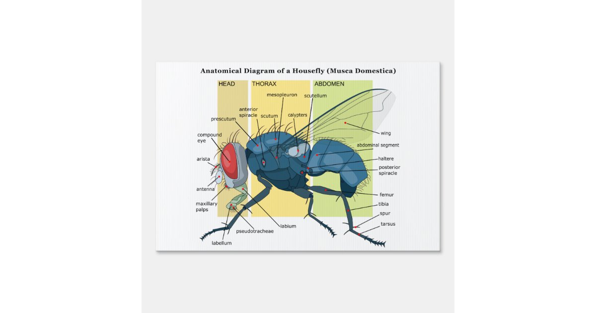 Anatomy of a Housefly Diagram Musca Domestica Sign | Zazzle