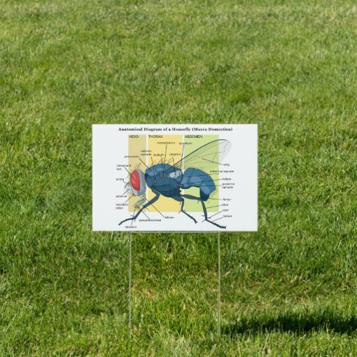 Anatomy of a Housefly Diagram Musca Domestica Sign | Zazzle