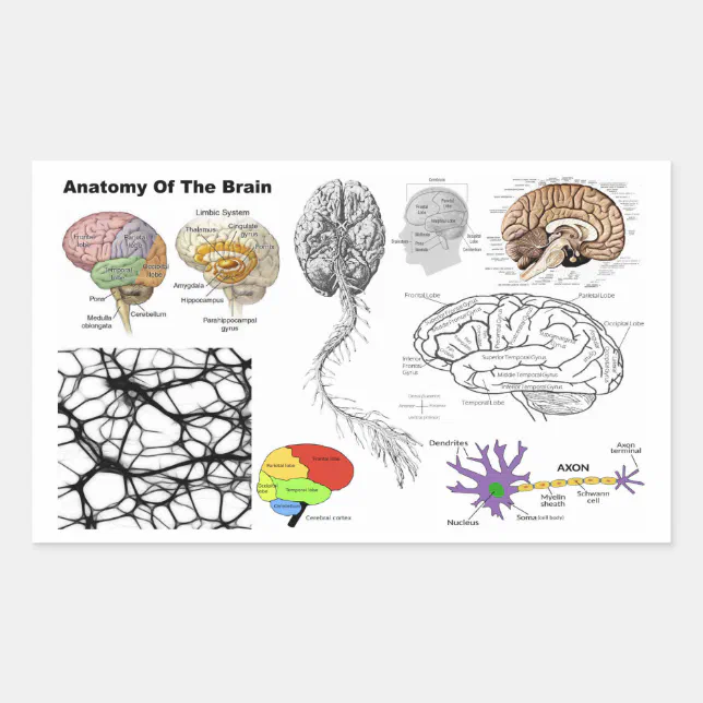 Anatomy of a Human Brain popular human anatomy Rectangular Sticker | Zazzle