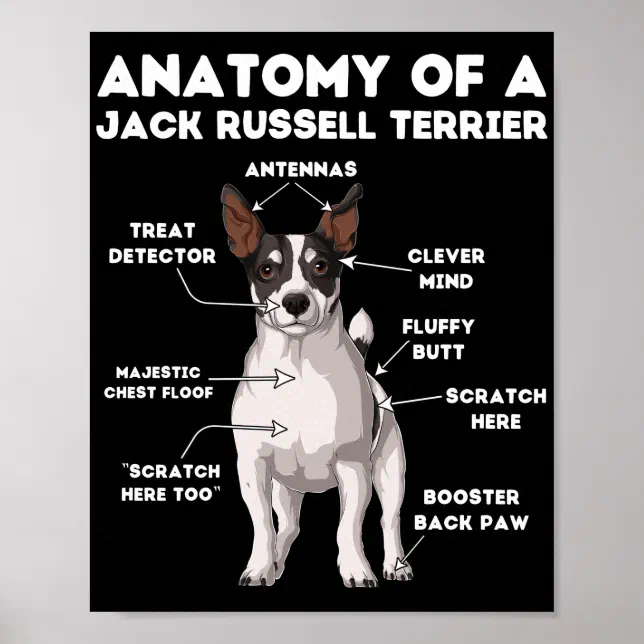 Anatomy of a Jack Russell Terrier Poster | Zazzle