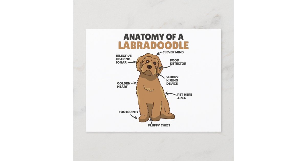 Anatomy Of A Labradoodle Cute Canine Puppy Postcard | Zazzle
