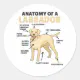 Anatomy Of A Labrador Retriever Sweet Dogs Classic Round Sticker | Zazzle