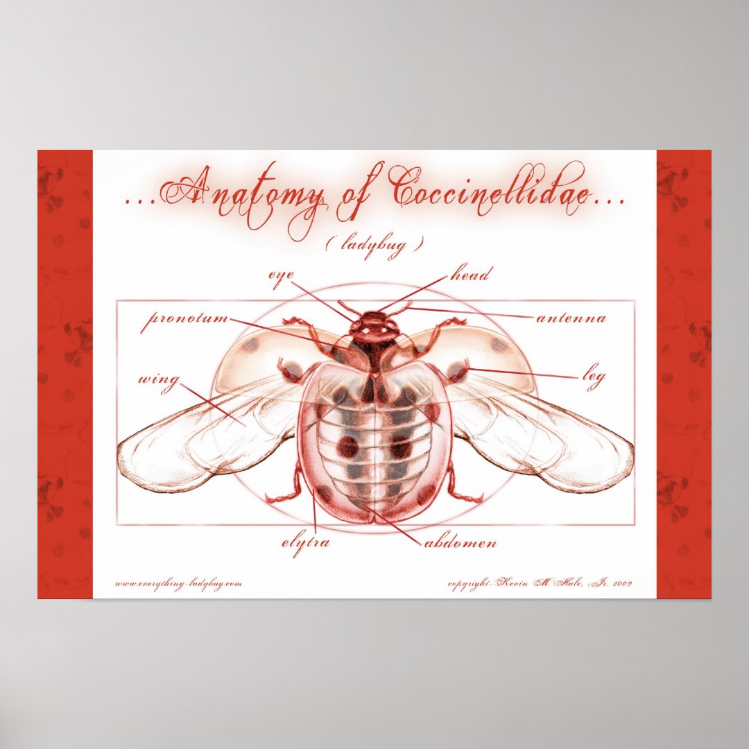 Anatomy of a Ladybug (Coccinellidae) Poster | Zazzle