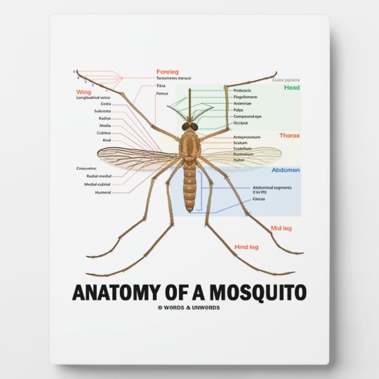 Anatomy Of A Mosquito (Entomology) Plaque | Zazzle.com