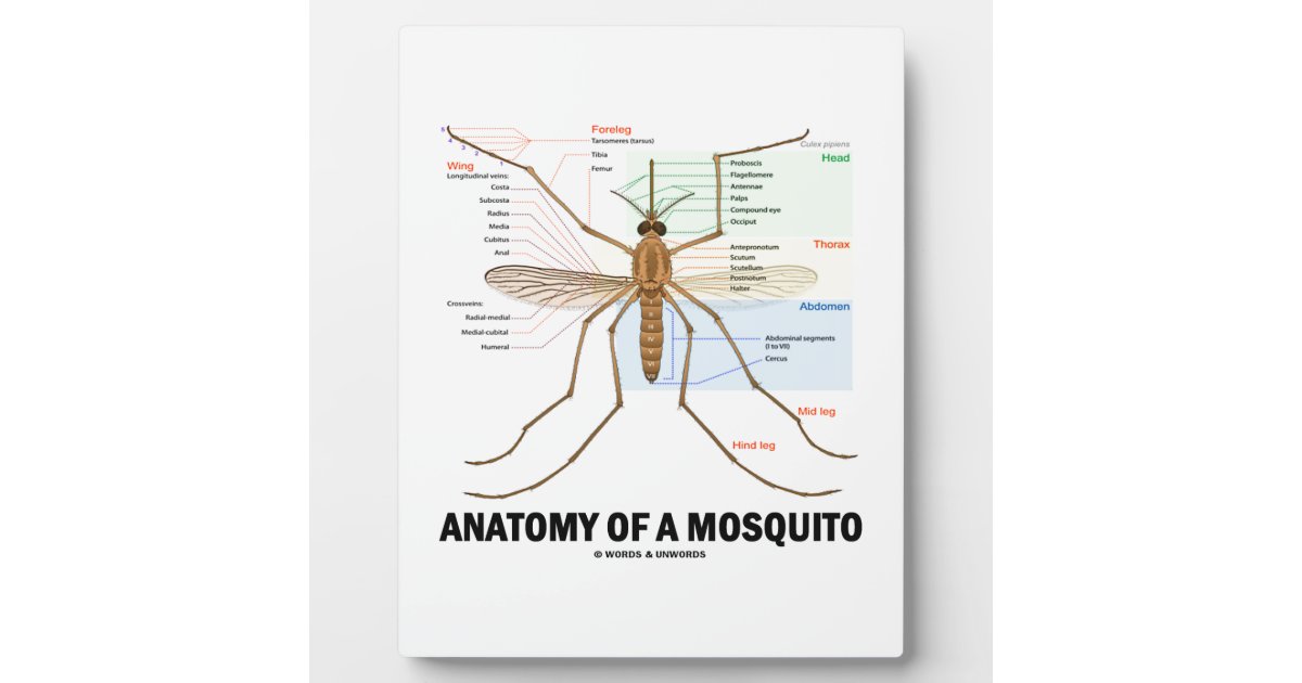Anatomy Of A Mosquito (Entomology) Plaque | Zazzle