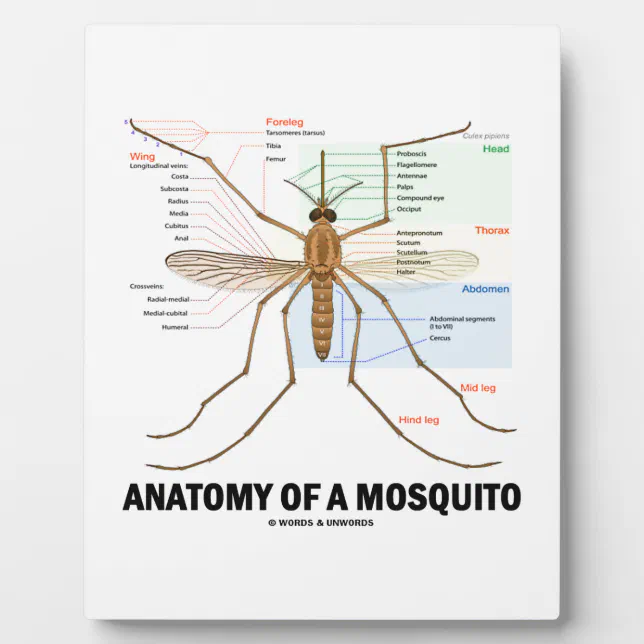 Anatomy Of A Mosquito (Entomology) Plaque | Zazzle