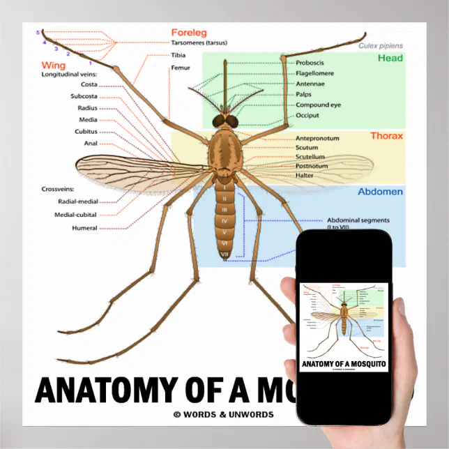 Anatomy Of A Mosquito (Entomology) Poster | Zazzle