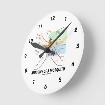 Anatomy Of A Mosquito (Entomology) Round Clock | Zazzle