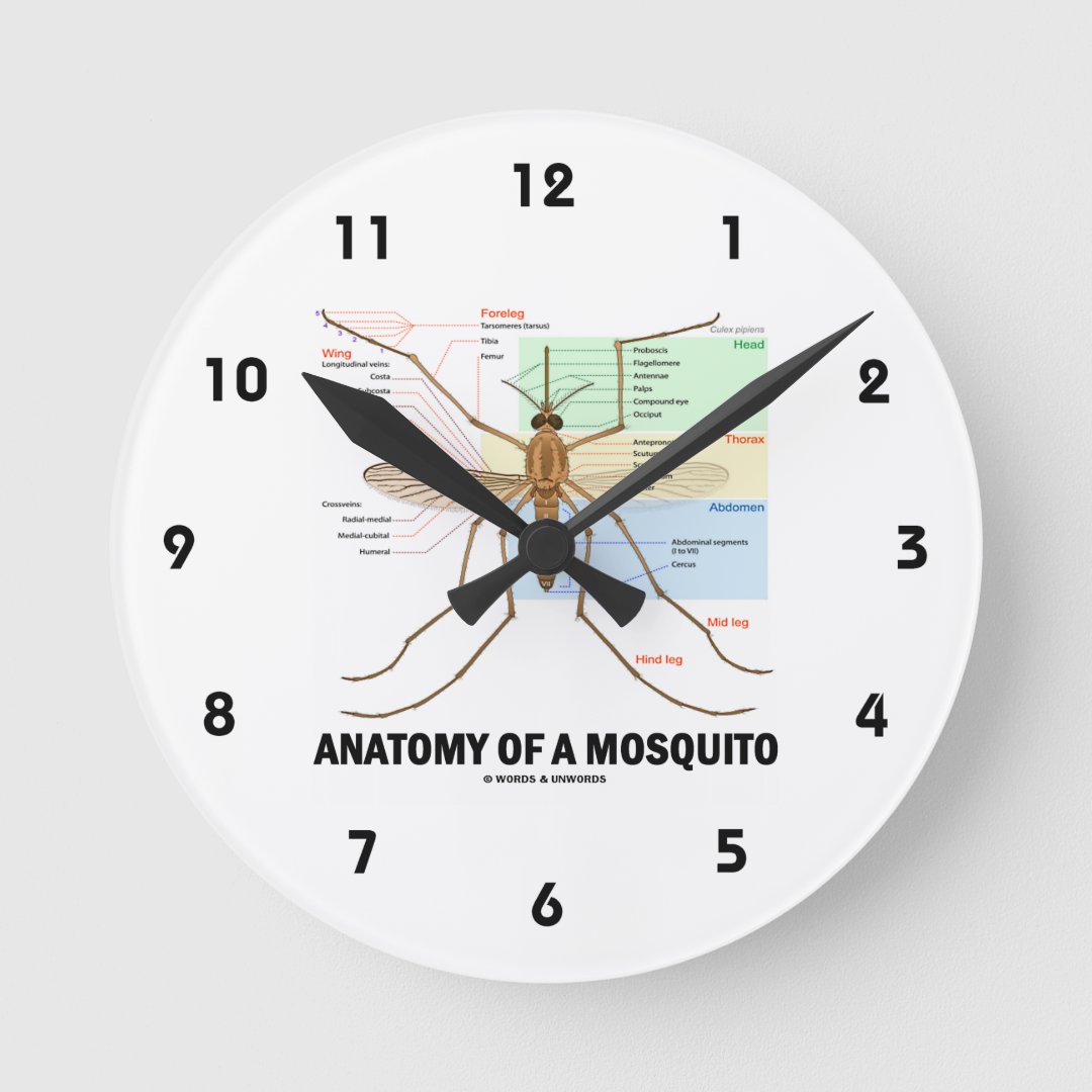 Anatomy Of A Mosquito (Entomology) Round Clock | Zazzle